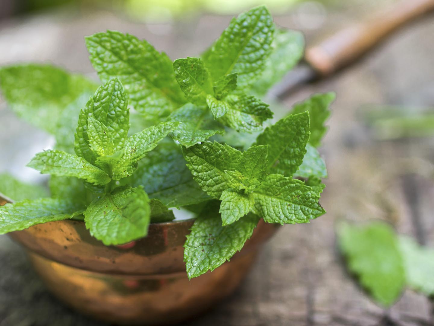 Health Benefits of Pudina (Mint Water) - Meinstyn Solutions